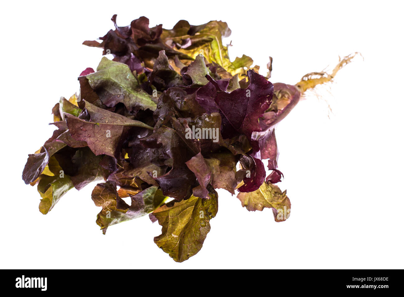 Bunch of fresh salad with red leaves isolated on white background ...