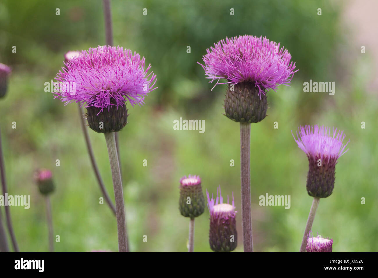 Detail of thistles in the gardens at the Cambo Estate in Fife Stock ...