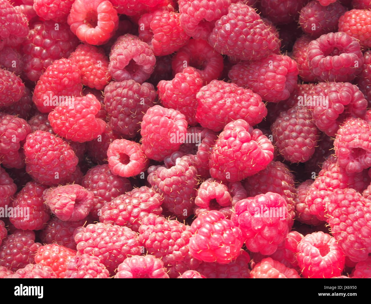 A lot of raspberries. The ripe fruits. Harvest. Macro Stock Photo - Alamy