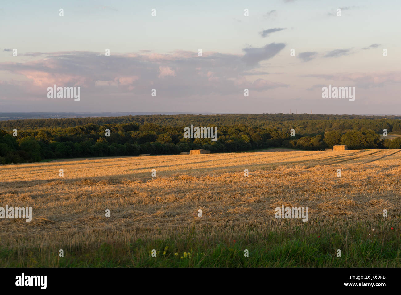 View over a harvested field to Farley Mount Country Park during evening ...