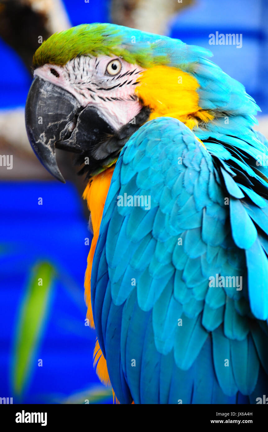 A blue and yellow macaw parrot Stock Photo - Alamy