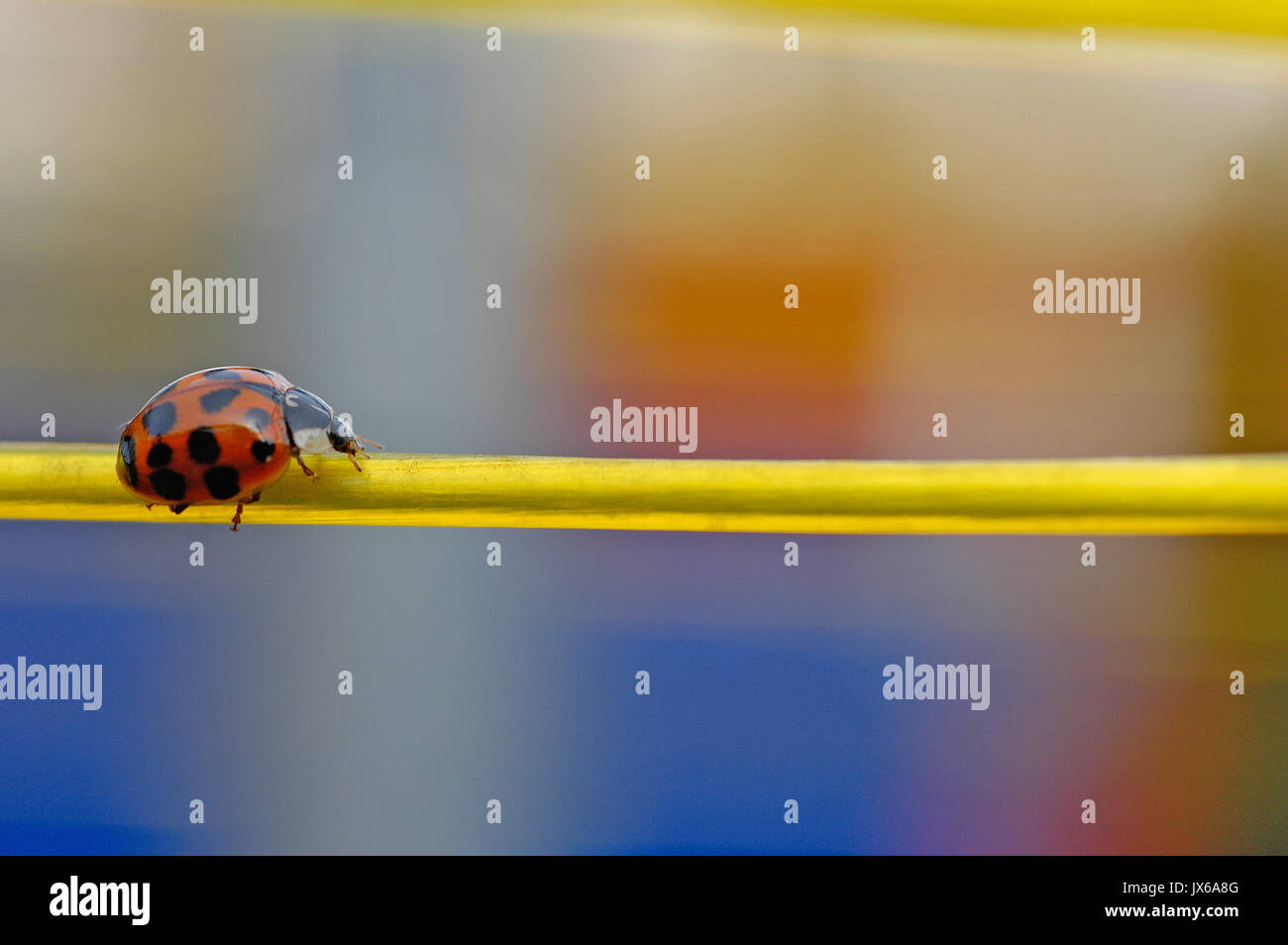 Washing Beetle High Resolution Stock Photography and Images - Alamy