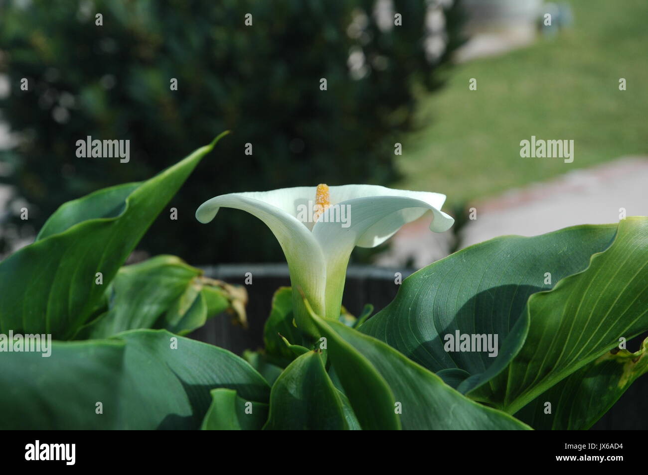 Single lily flower in the garden Stock Photo - Alamy