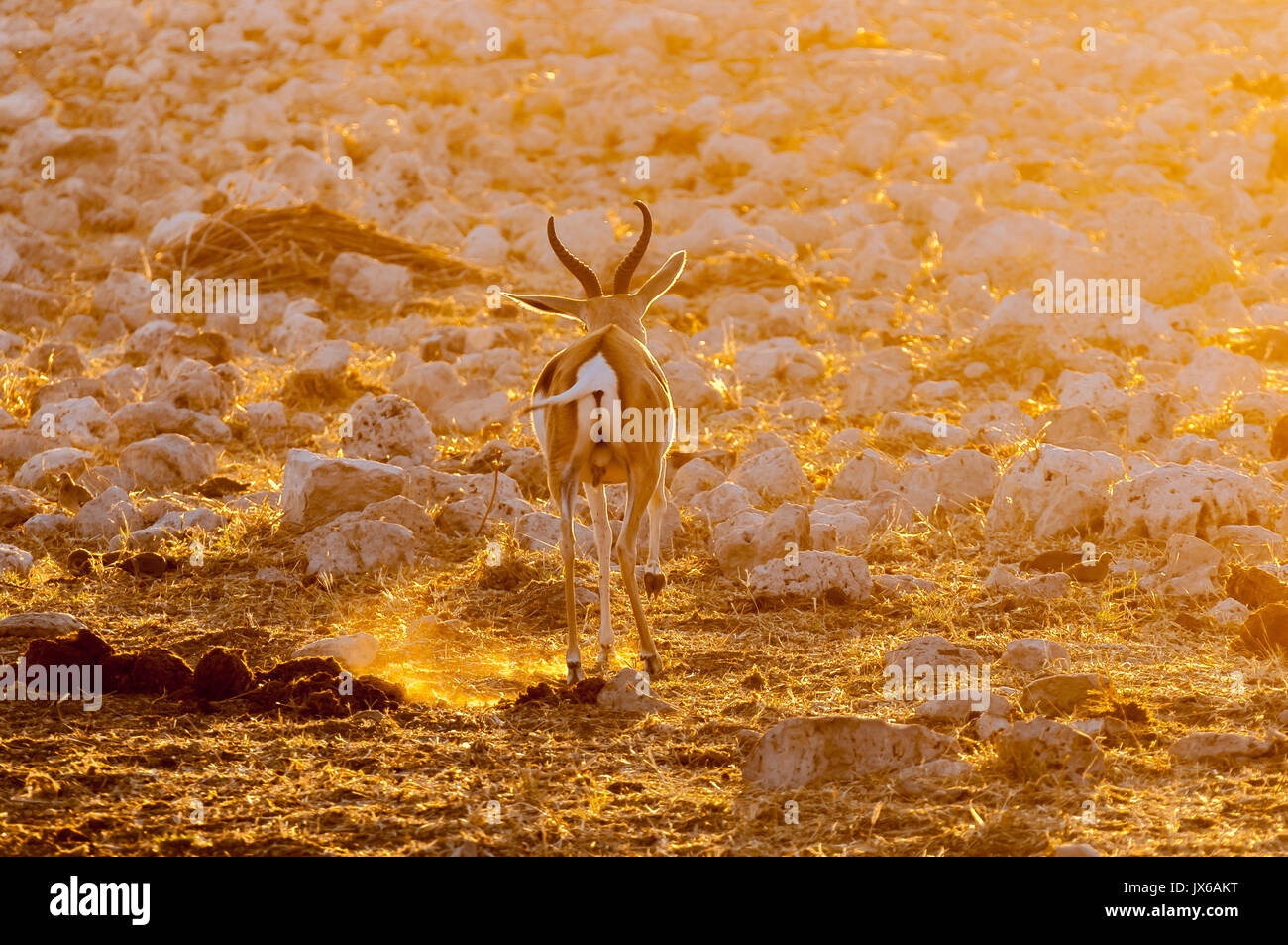 Springbok ram hi-res stock photography and images - Alamy
