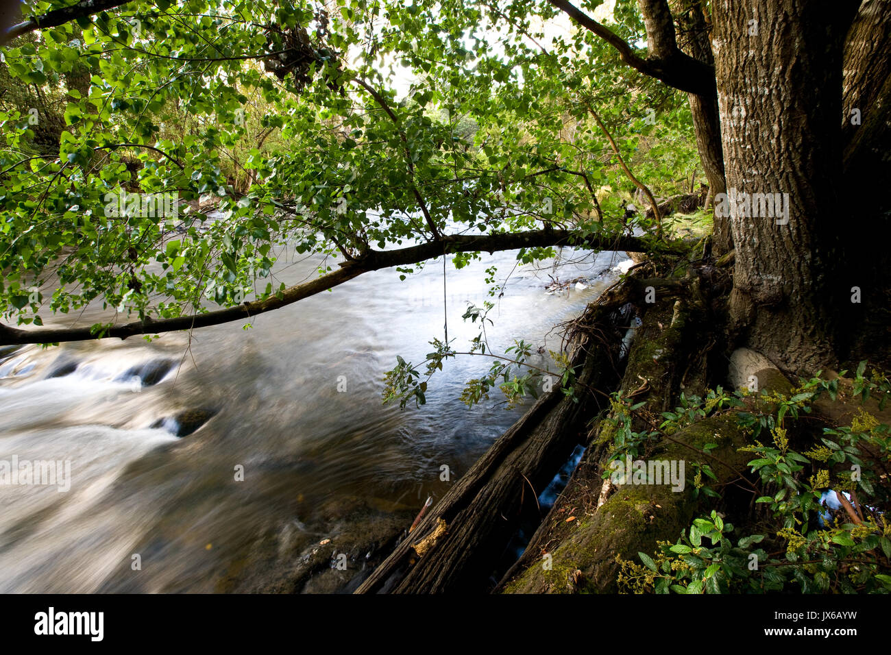 Fast flowing stream in Tasmanian Temperate Rain Forest Stock Photo - Alamy