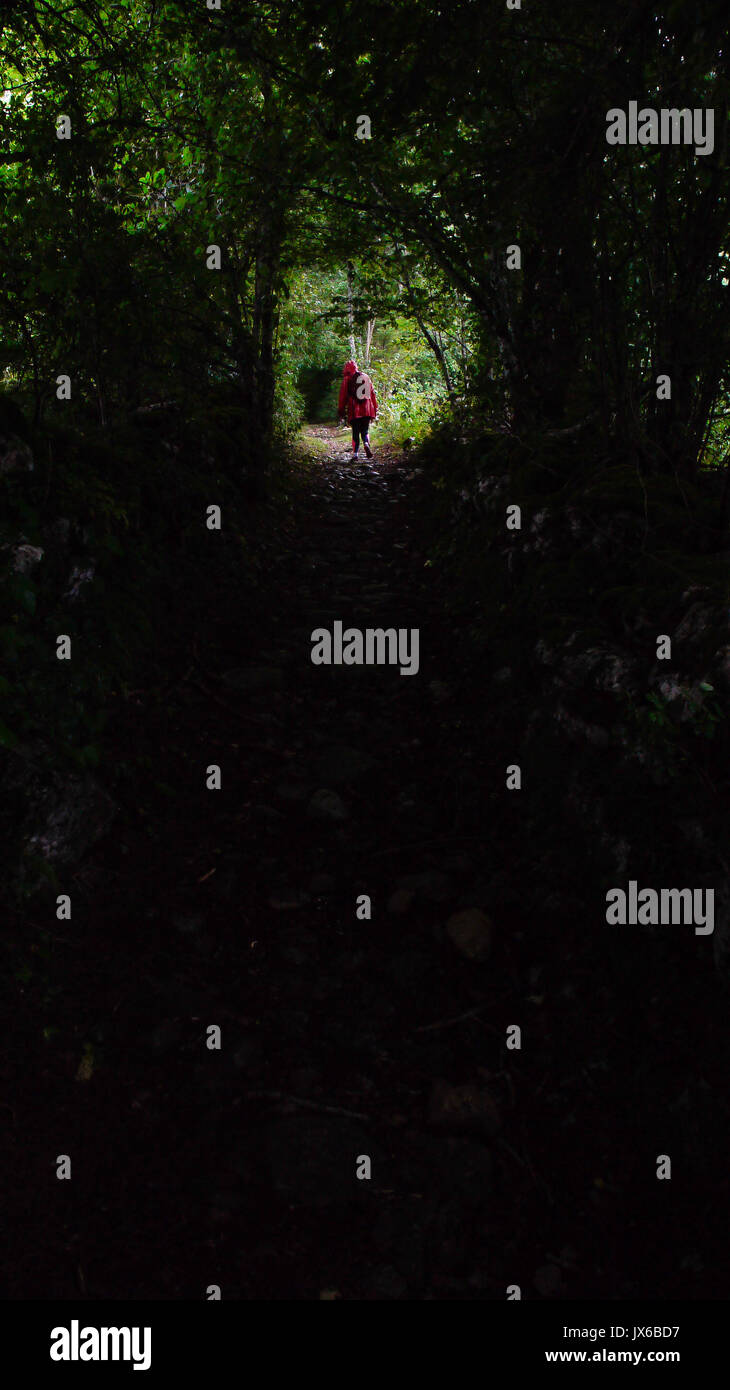 Walking in Jura forest underwood, Franche-Comté, France Stock Photo - Alamy