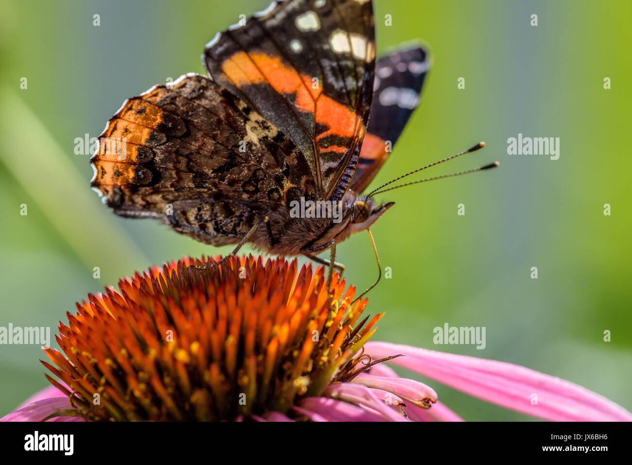 Butterfly landing on flower hi-res stock photography and images - Alamy