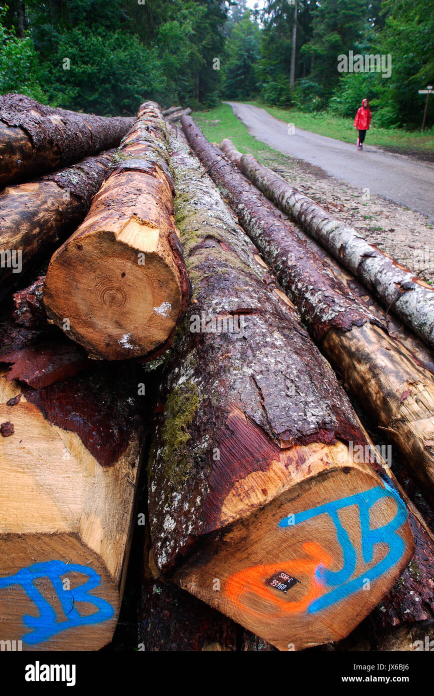 Cut fir trees in the the Forest of Joux, Franche-Comté, Jura (France ...