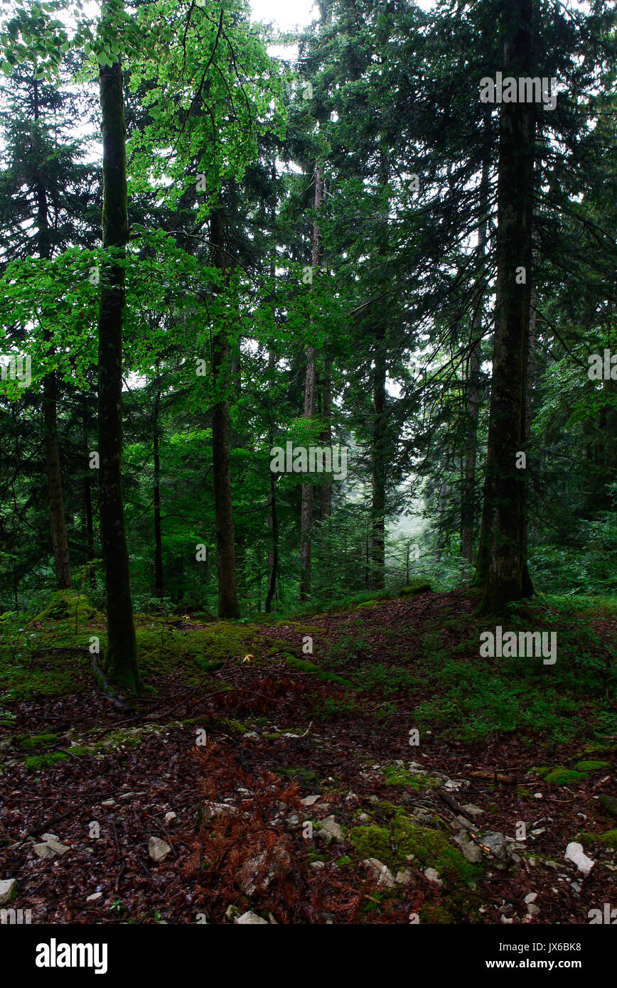 Views of the Forest of La Joux by a rainy day, Grandvaux Lake, Franche ...