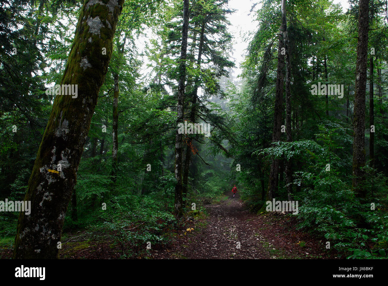 Views of the Forest of La Joux by a rainy day, Grandvaux Lake, Franche ...