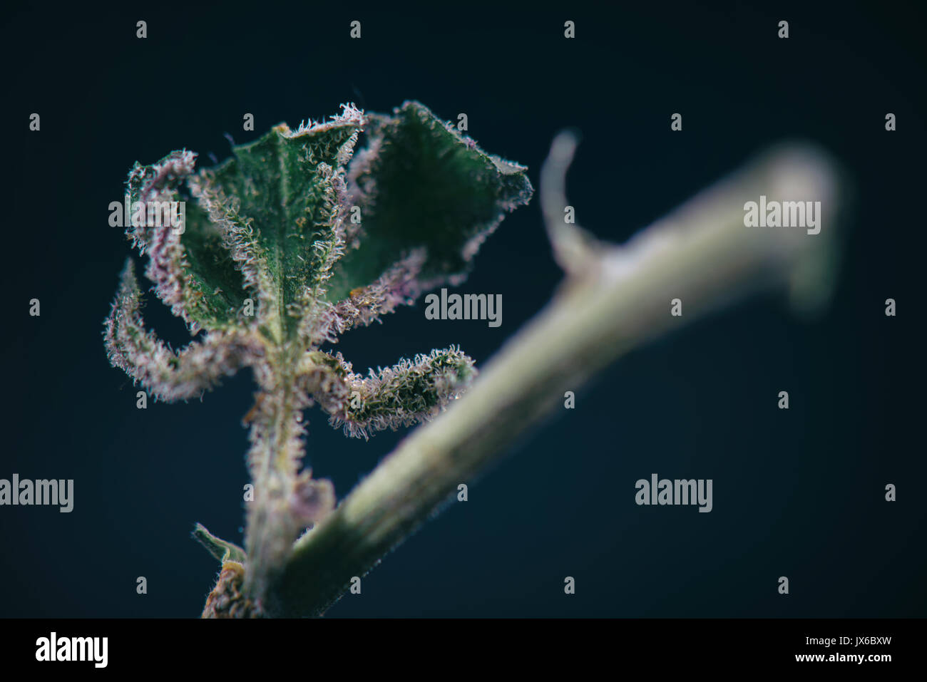 Macro detail of cannabis stem with weed leaf showing trichomes ...