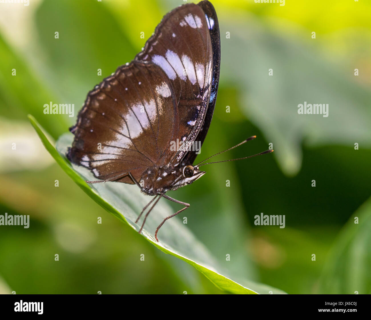 Great Eggfly (Hypolimnas Bolina Stock Photo - Alamy