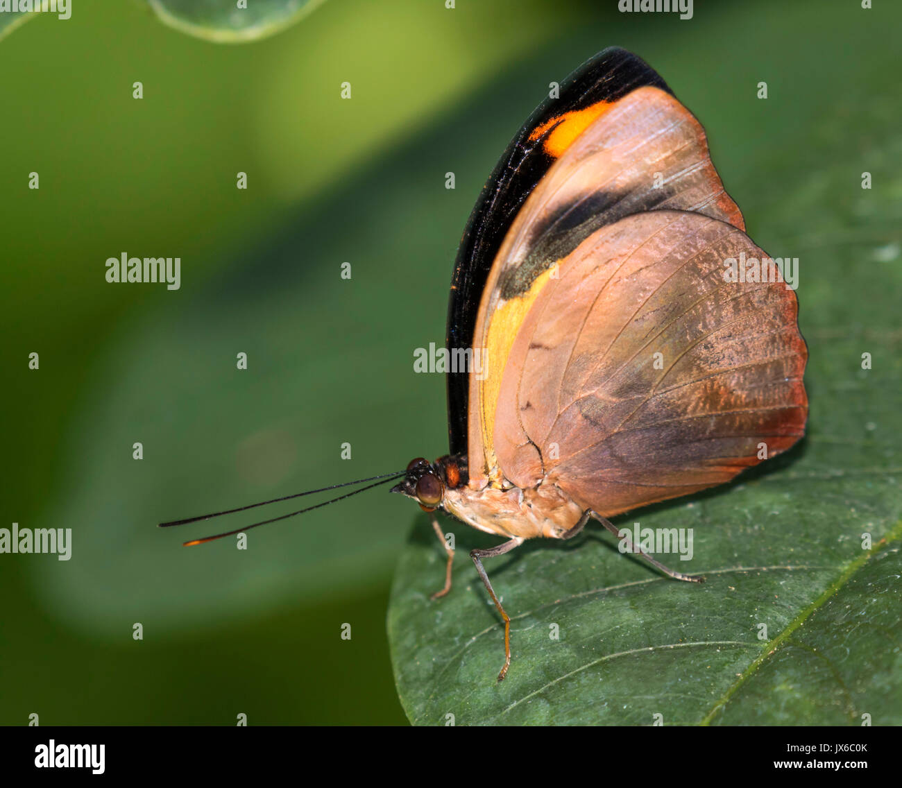 Shoemaker butterfly hi-res stock photography and images - Alamy