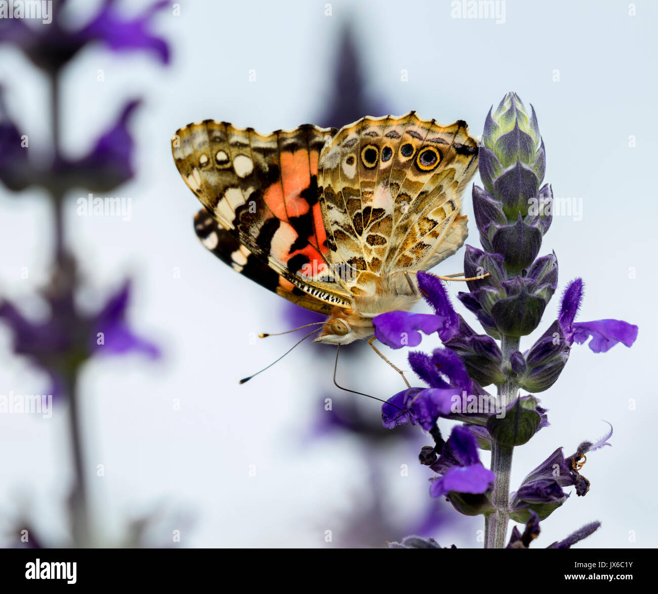 Painted Lady (Vanessa cardui Stock Photo - Alamy