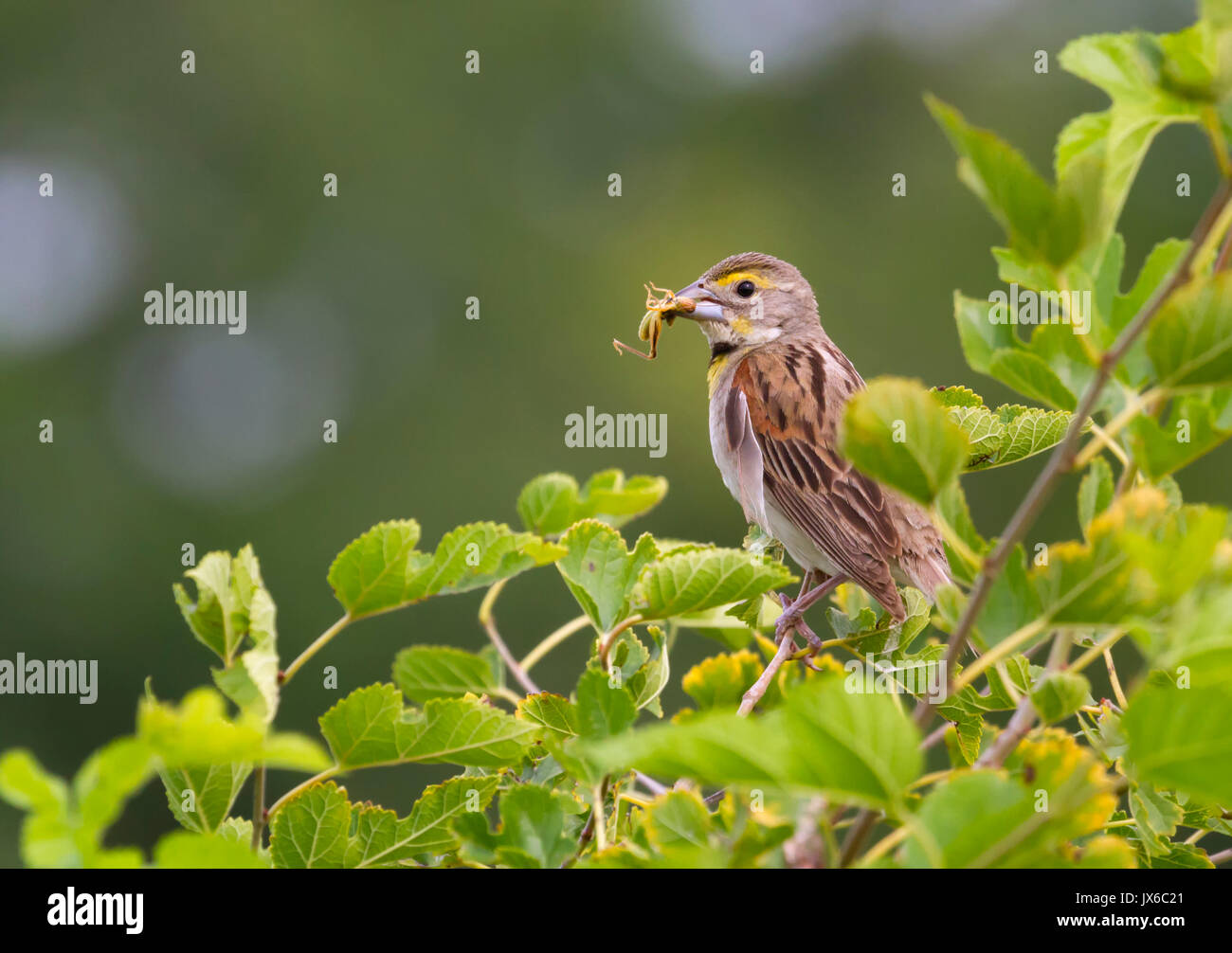 Seed eating bird hi-res stock photography and images - Alamy