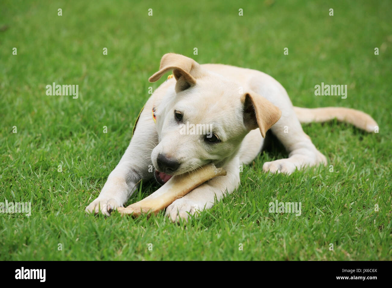 Golden labrador dog with chew bone hi-res stock photography and images ...