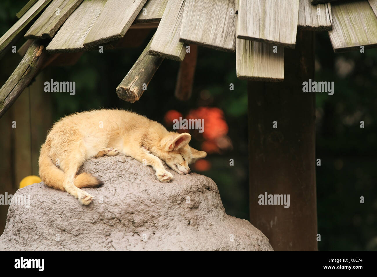Fennec Fox In The Wild Sleeping