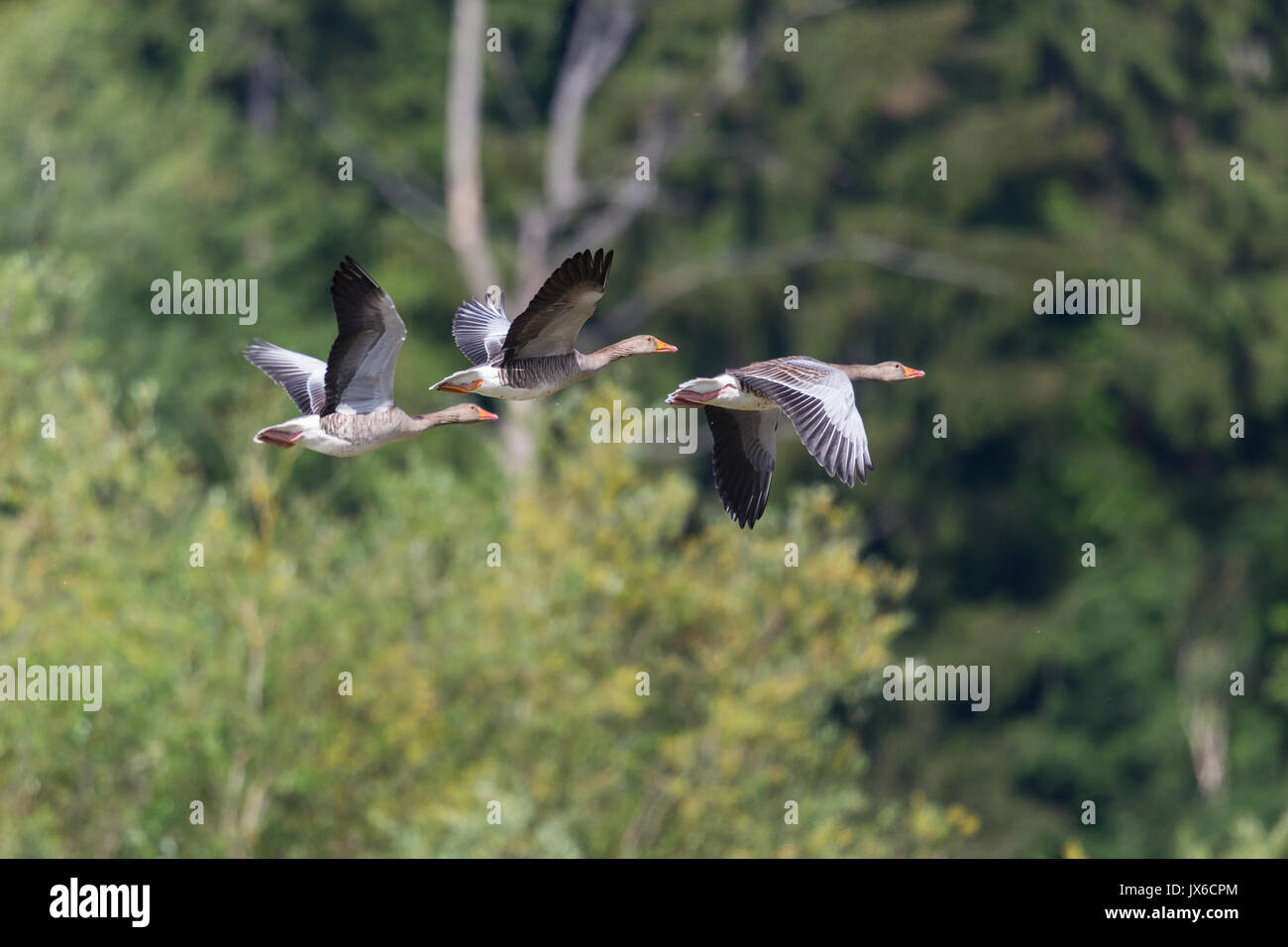 three natural gray geese (anser anser) flying with forest in background ...