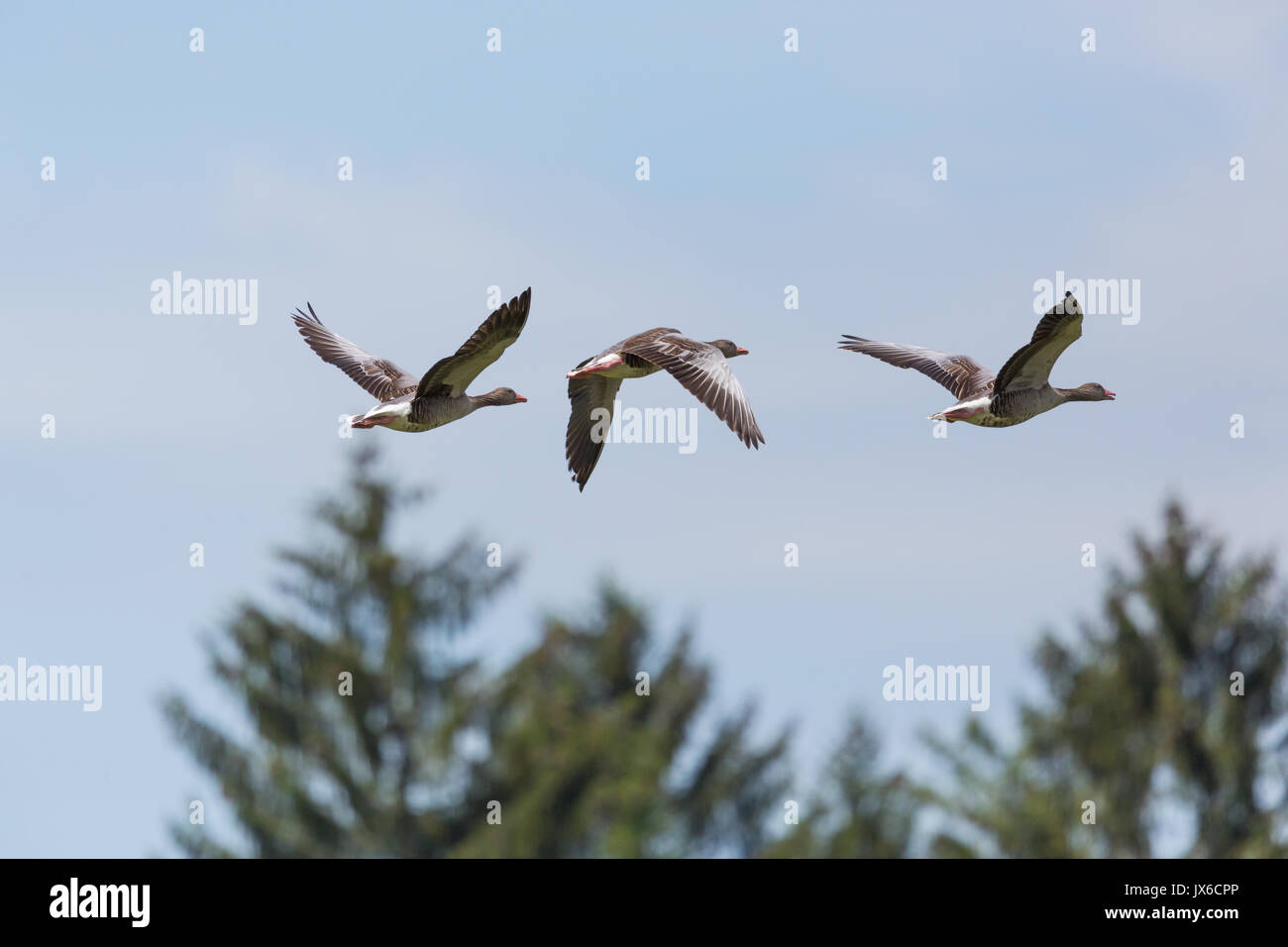 three natural flying gray geese (anser anser) with tree and blue sky ...