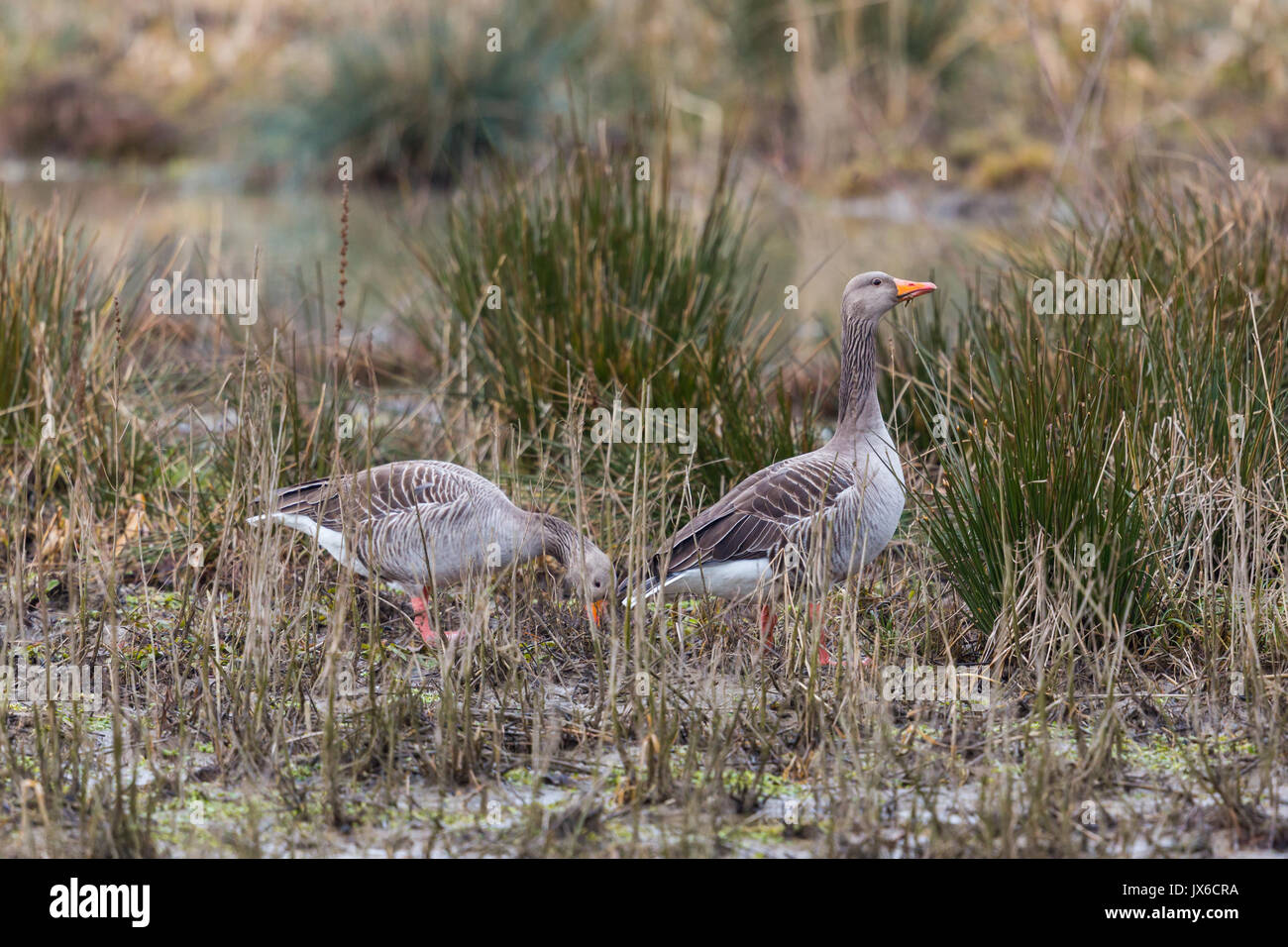 two gray geese (anser anser) standing in reed Stock Photo - Alamy