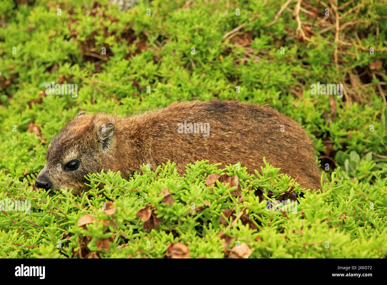 Rock badger hi-res stock photography and images - Alamy