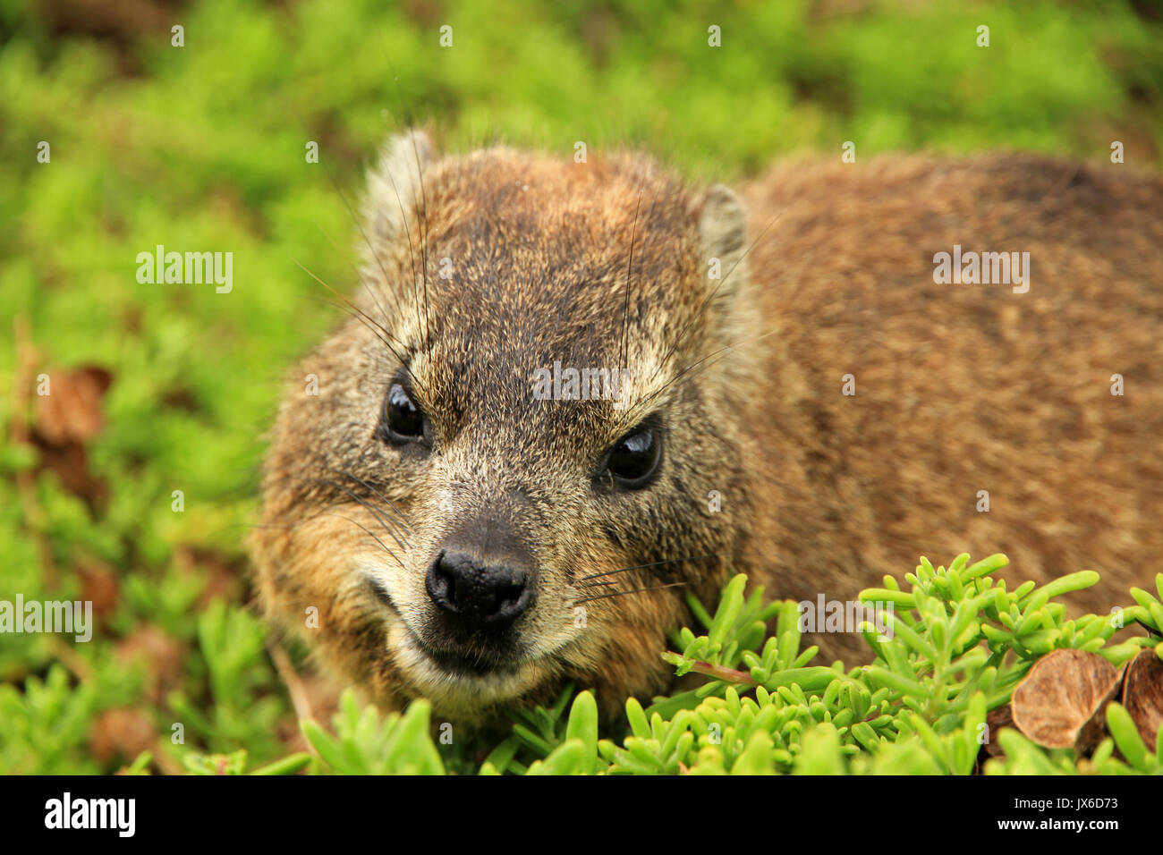 Rock badger hi-res stock photography and images - Alamy