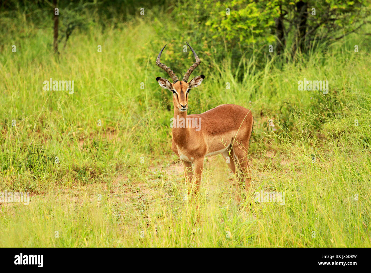South african impala hi-res stock photography and images - Alamy