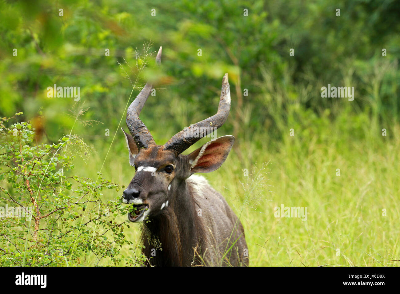 Nyala male, Kruger National Park, South Africa Stock Photo - Alamy
