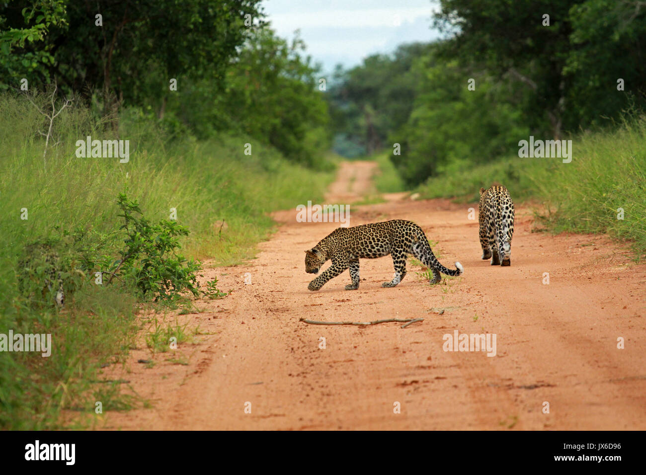 Leopards, Kruger National Park, South Africa Stock Photo - Alamy Leopards, Kruger National Park, South Africa Stock Photo - Alamy
