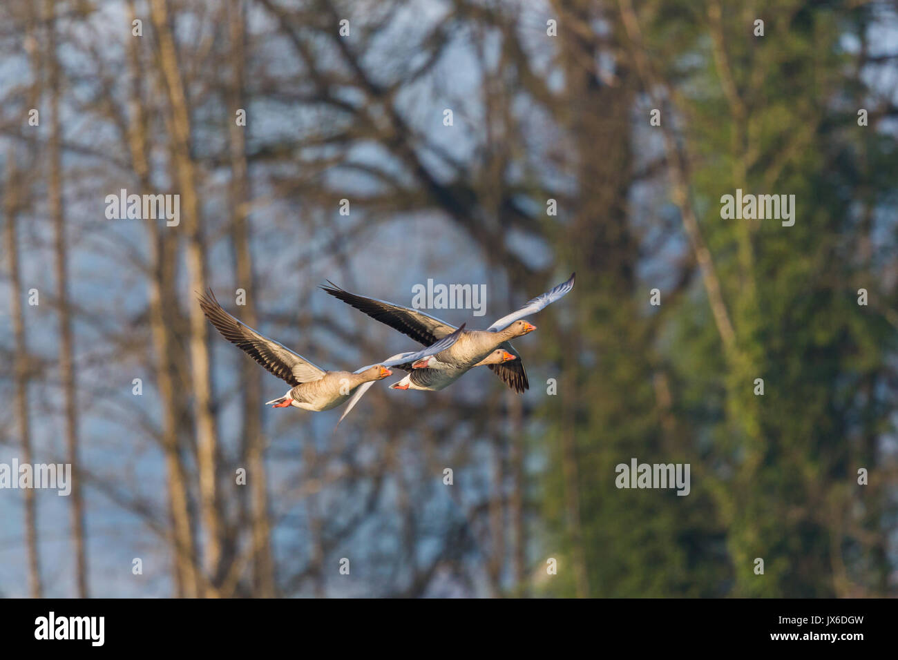 three natural gray geese (anser anser) in flight, forest, trees Stock ...