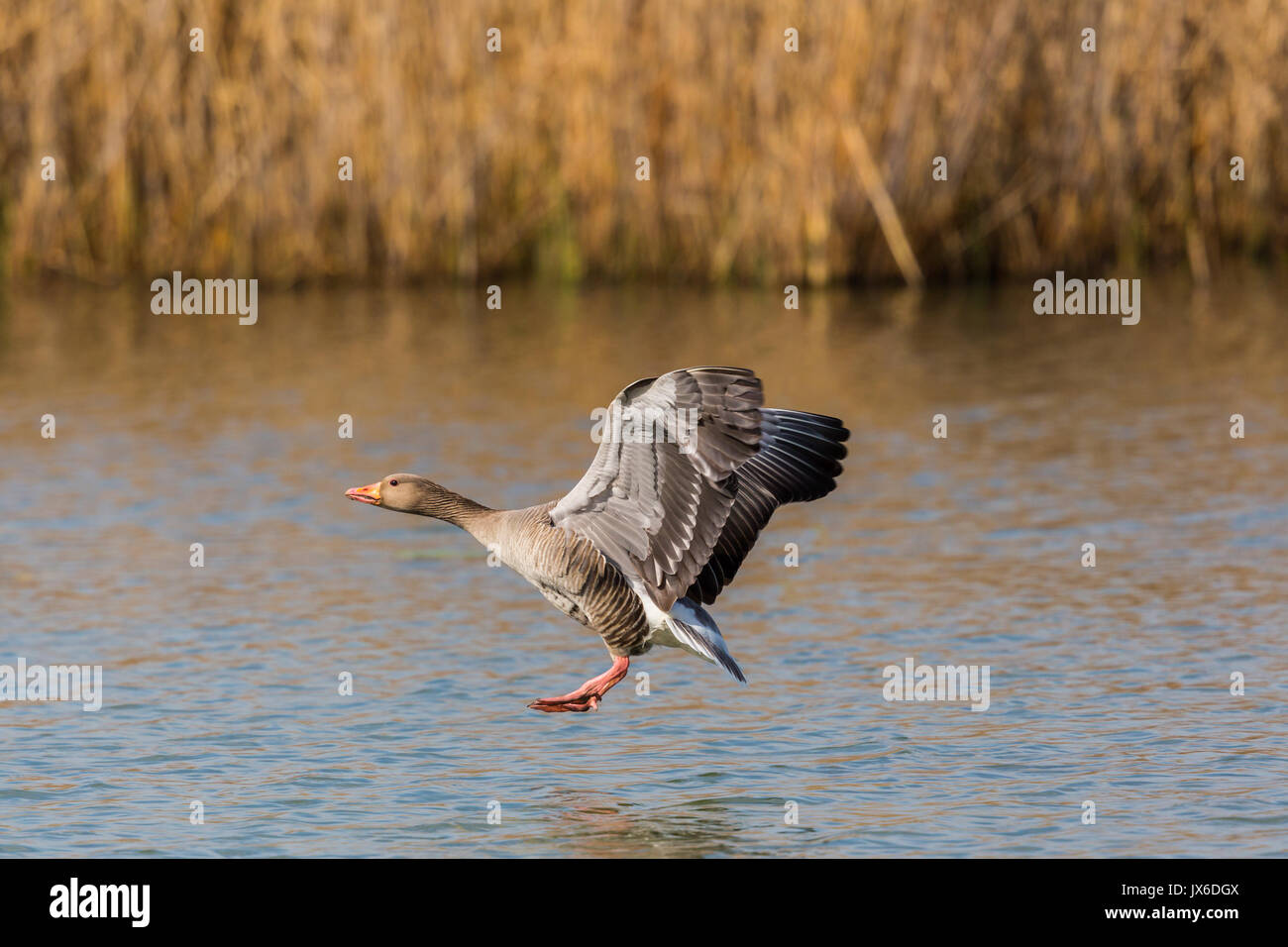 natural gray goose (anser anser) flying over water with reed belt Stock ...