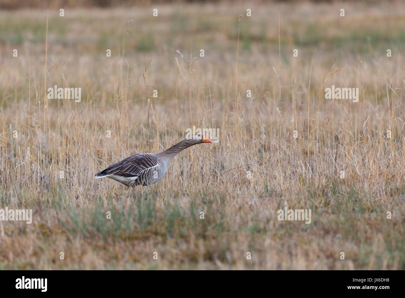 one natural gray goose (anser anser) standing in reed grassland Stock ...