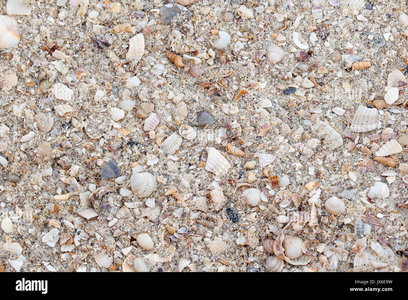 Close-up image of sand on a beach with lots of different shells and ...