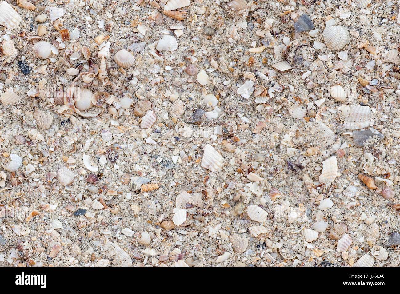 Close-up image of sand on a beach with lots of different shells and ...