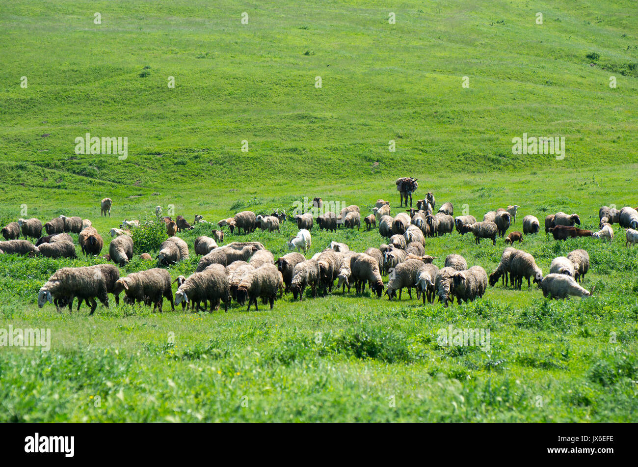 Herd of livestock grazing Stock Photo - Alamy