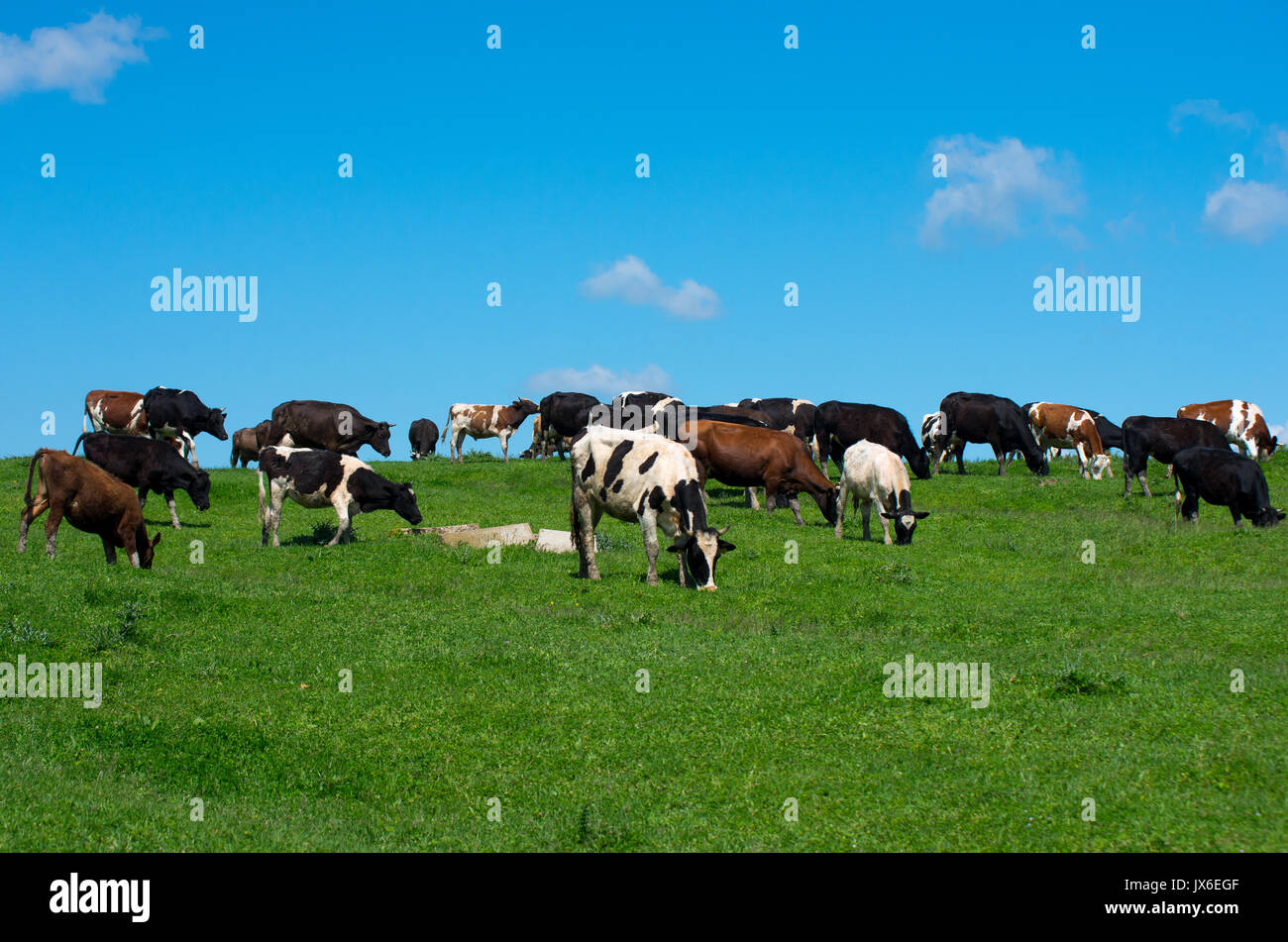 Herd cows graze grass hi-res stock photography and images - Alamy