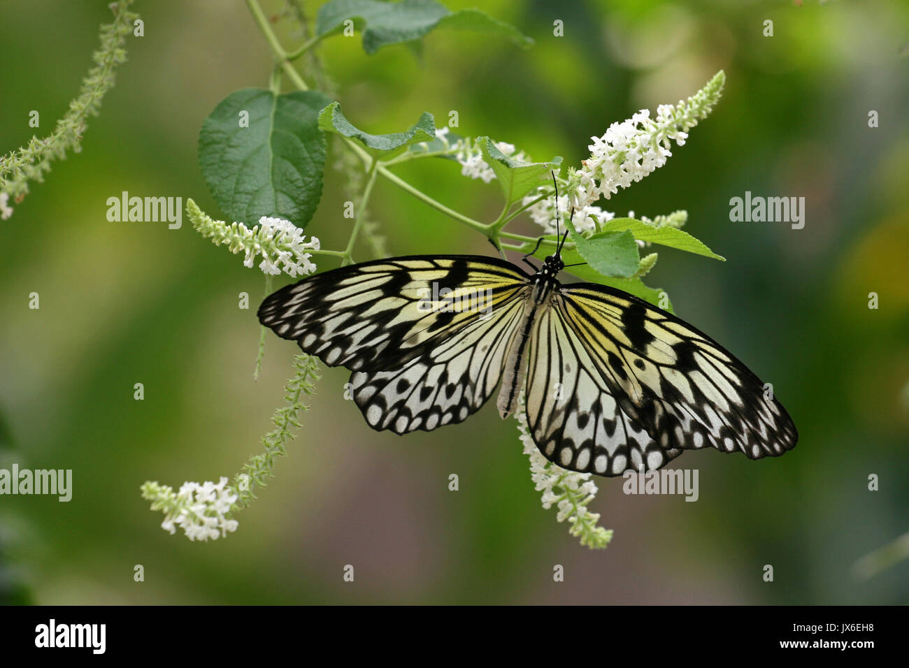 Monarch butterfly, Sentosa, Singapore Stock Photo - Alamy