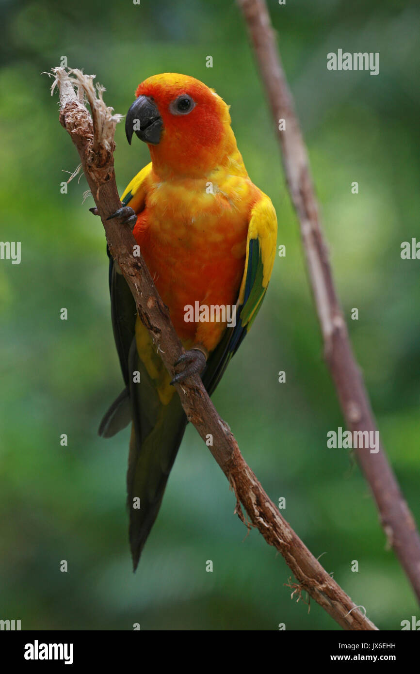 Sun parakeet hi-res stock photography and images - Alamy