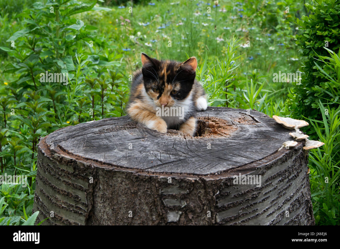 Colorful cat stump Stock Photo - Alamy