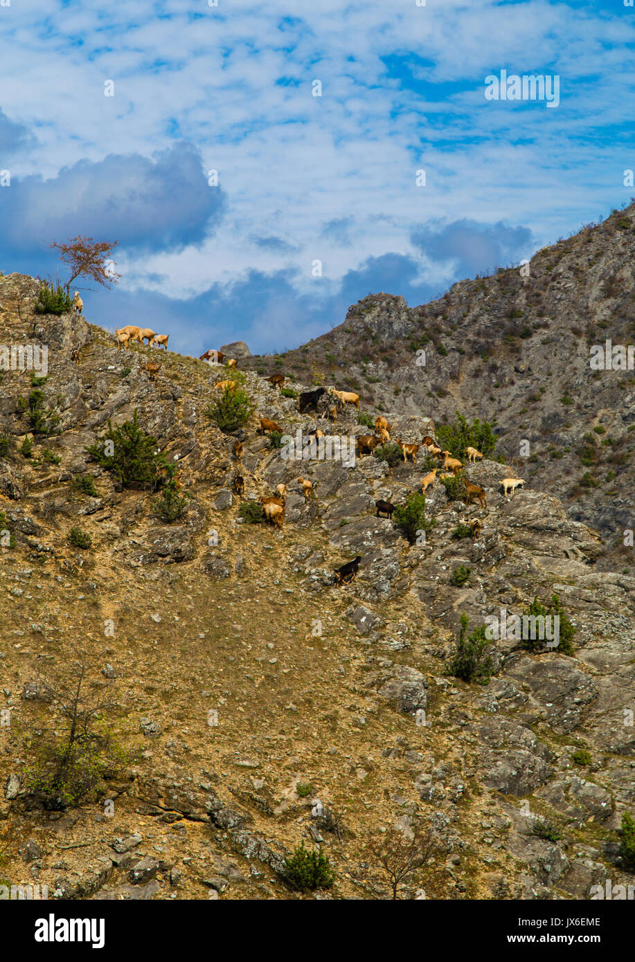 Beautiful landscape with goats in the mountain Stock Photo - Alamy