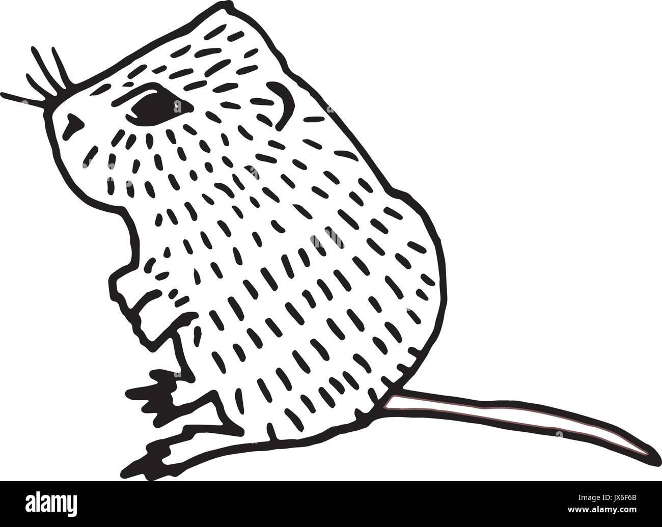 Doormouse Stock Vector Images - Alamy