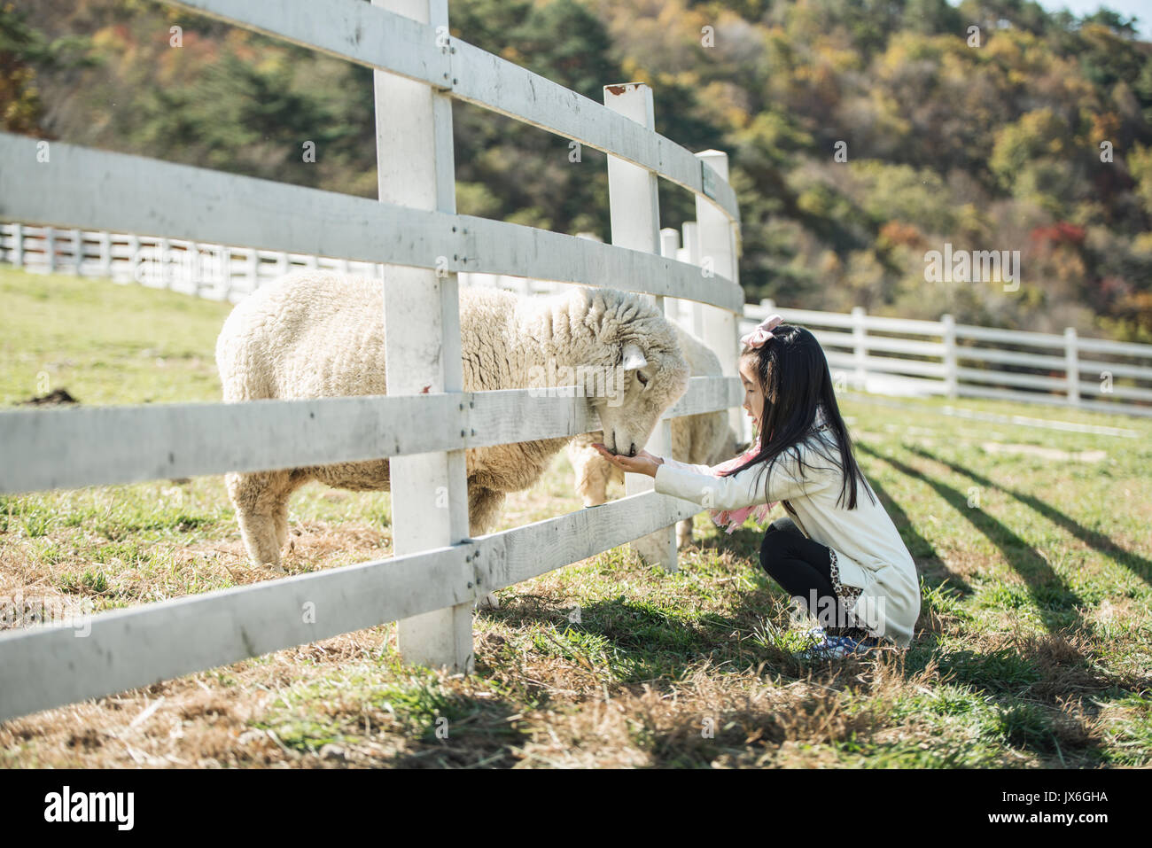 Happy girl feeding sheep ranch in South Korea Stock Photo - Alamy