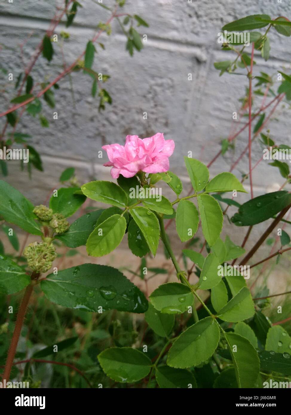 Baby pink rose flower High Resolution Stock Photography and Images - Alamy