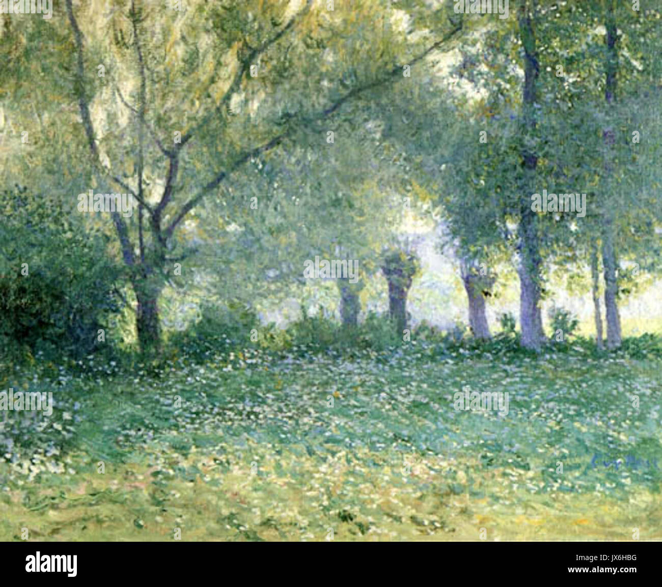 Morning Mist Rose Stock Photo - Alamy