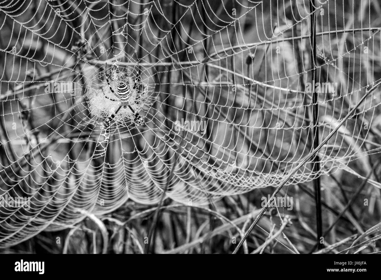 Wet spider net hi-res stock photography and images - Alamy