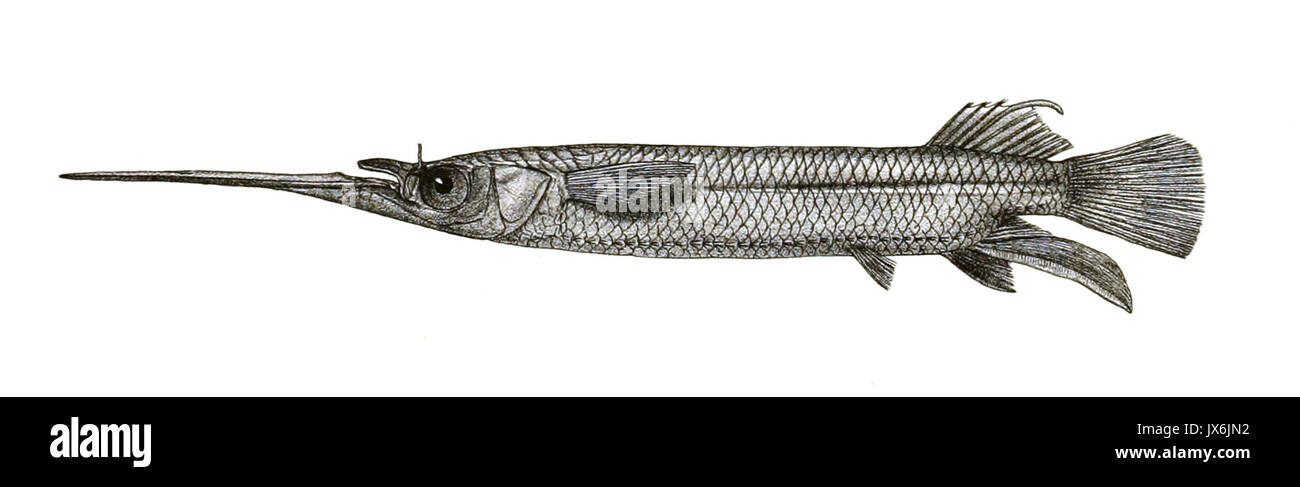 Hemiramphus dispar Mintern 119 Stock Photo - Alamy