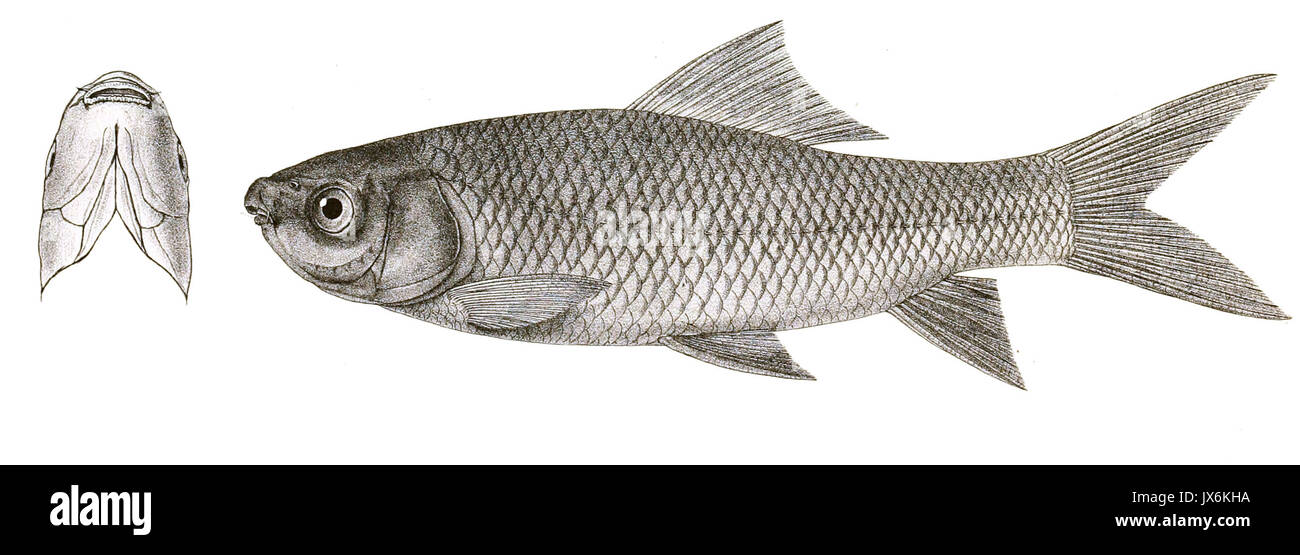 Labeo rohita hi-res stock photography and images - Alamy