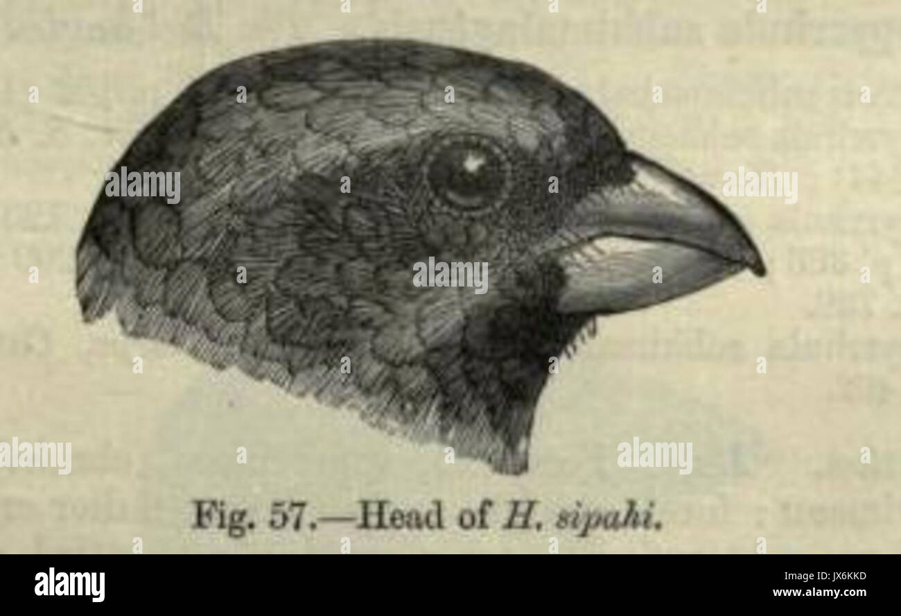 Sipahi hi-res stock photography and images - Alamy