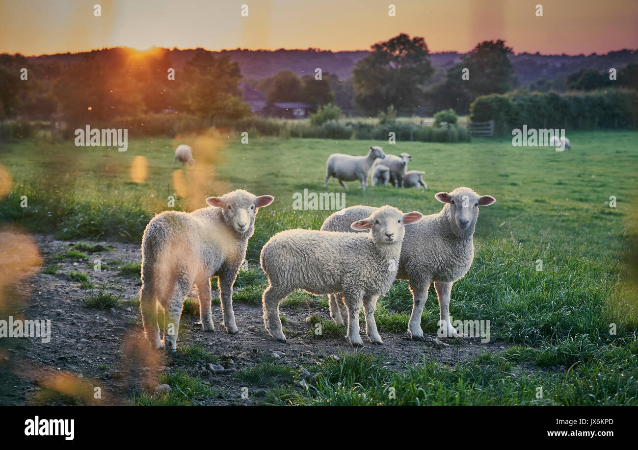 Three lambs in a field at sunset Stock Photo - Alamy