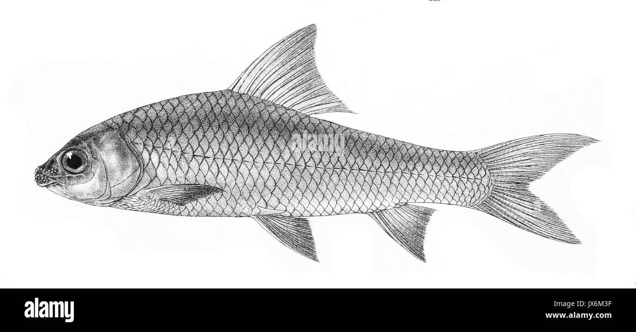 Labeo Rohita Drawing